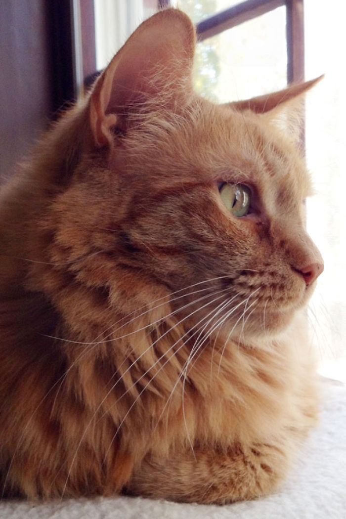 Adopted This 7 Year Old Cat This Morning Bored Panda