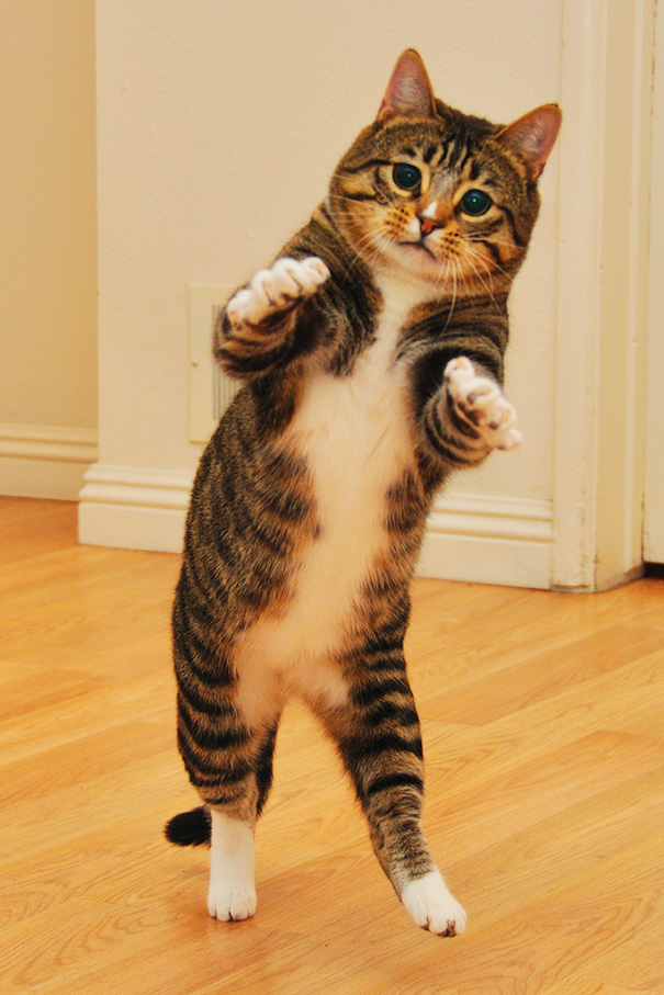 Cat Dancing Bored Panda Cat Dancing Bored Panda