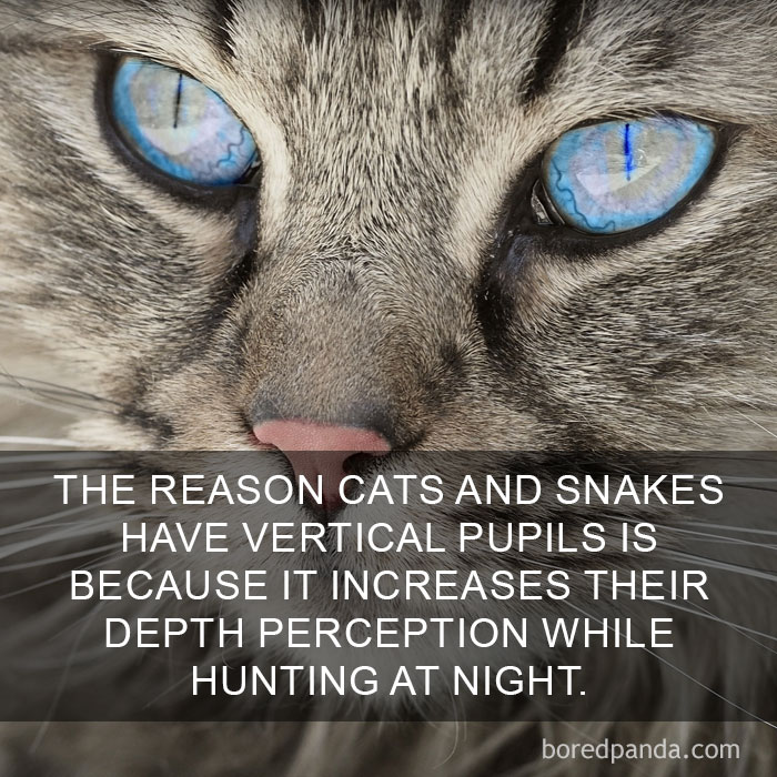 10 Amazing Cat Facts That You Probably Didnt Know Funny Cats Kittens 10 Amazing Cat Facts That You Probably Didnt Know Funny Cats Kittens