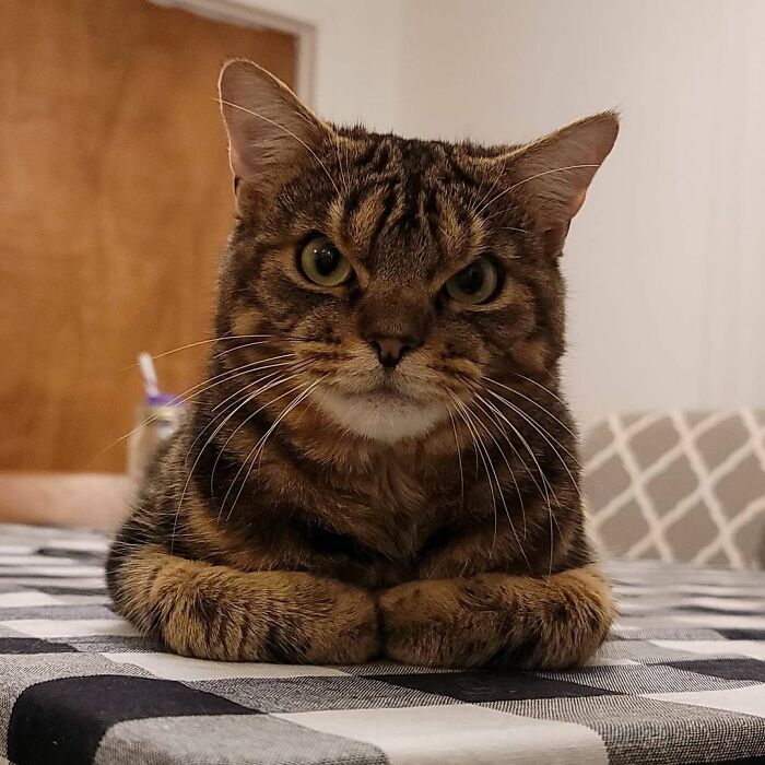Behind The Angry Looking Face Of Giggles The Rescue Cat Hides A Behind The Angry Looking Face Of Giggles The Rescue Cat Hides A