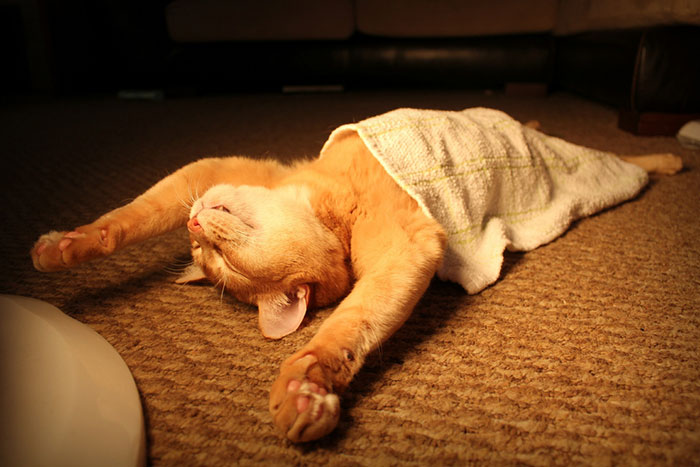 30 Cats Who Have Mastered The Art Of Sleep Fu Bored Panda