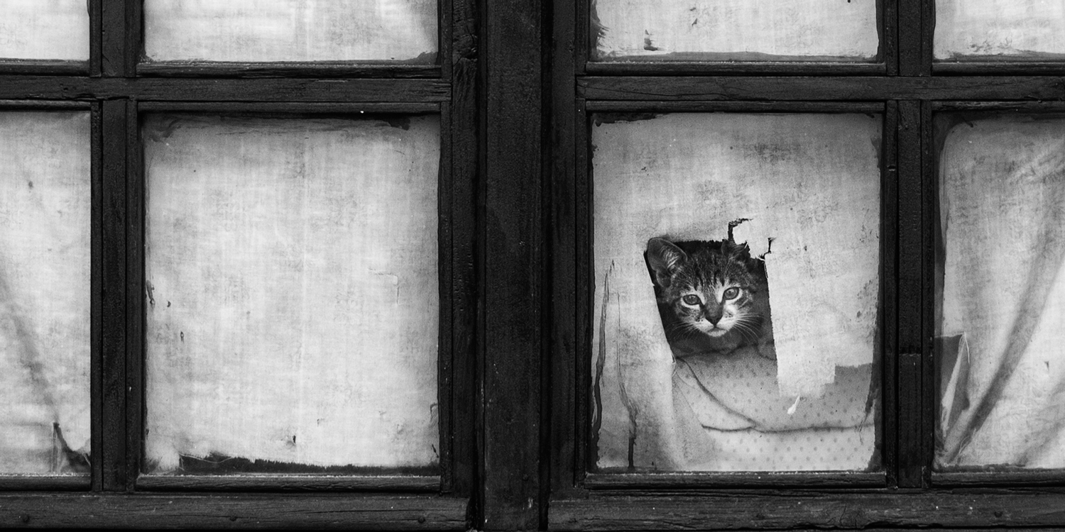 30 Melancholic Cats Waiting For Their Humans To Return | Bored Panda