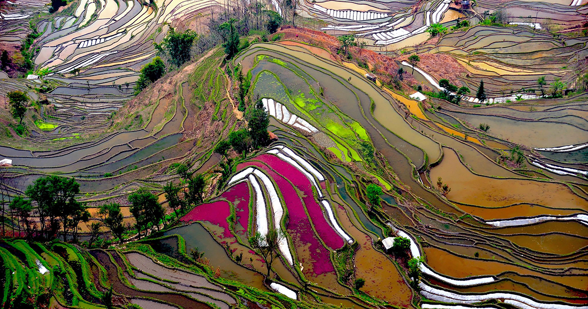 47 Hypnotizing Rice Fields That Look Like Broken Glass | Bored Panda
