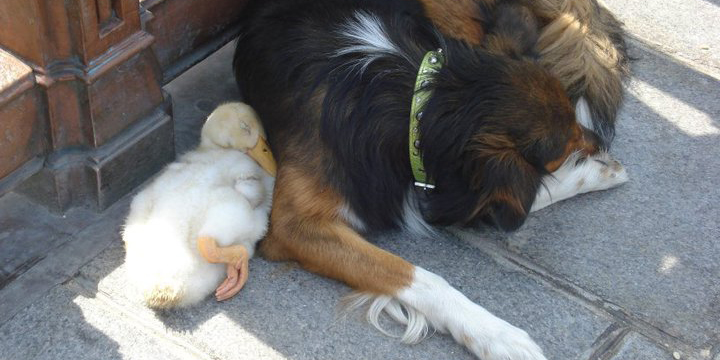 Adorable Duck And Dog Duo Spotted Napping Together In Paris | Bored Panda
