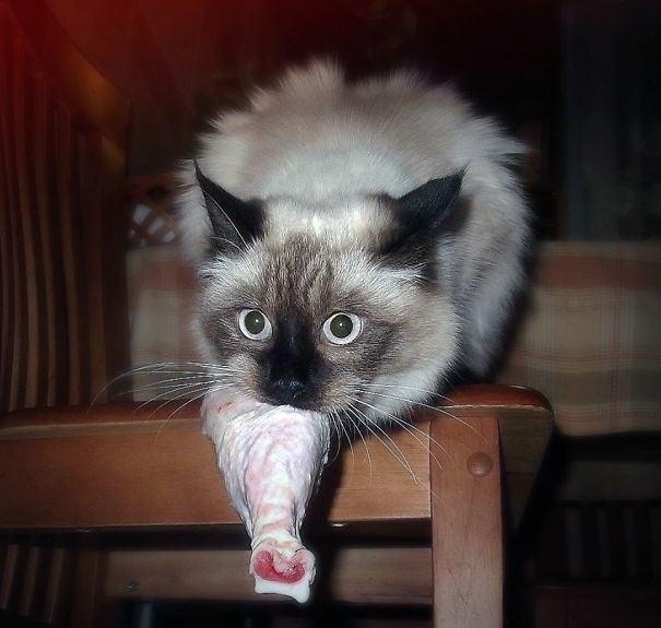 146 Cat-Thieves That Were Caught Red-Pawed | Bored Panda