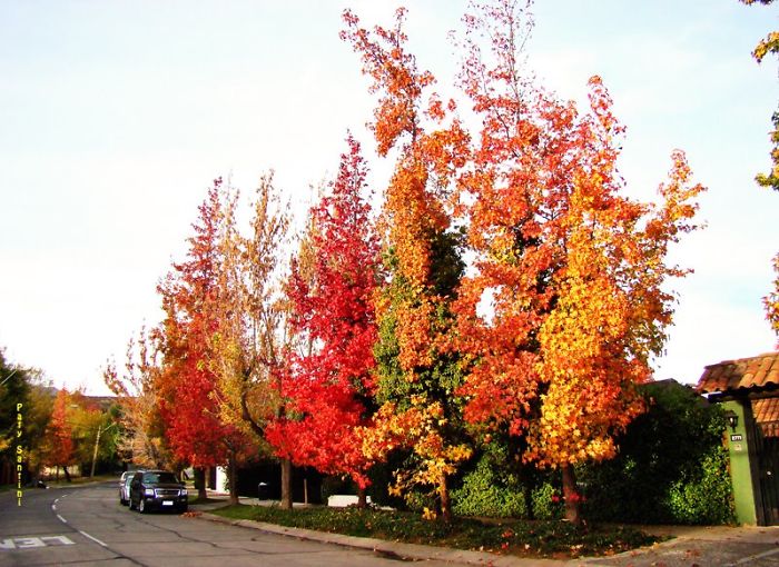 71 Photos Reveal The Full Spectrum Of Autumn’s Colors | Bored Panda