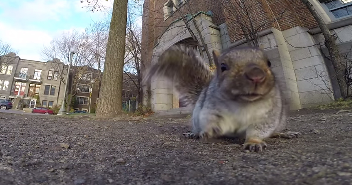 Squirrel Steals Man’s GoPro To Film Its Life In The Trees | Bored Panda