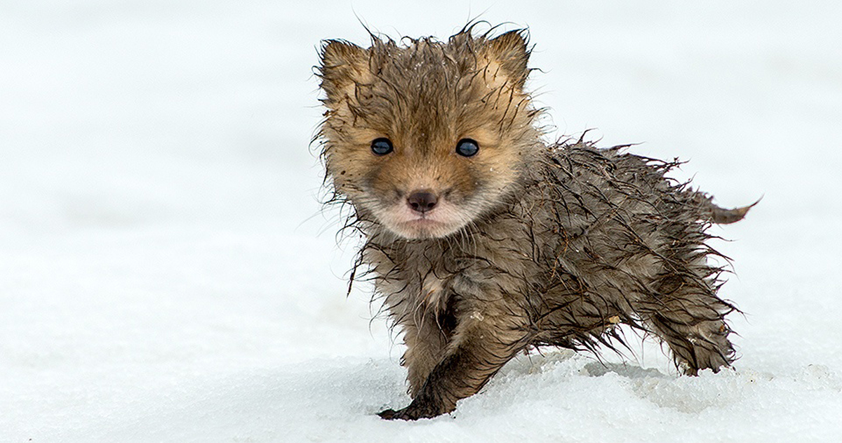 Russian Miner Spends His Breaks Taking Photos Of Foxes In The Arctic ...
