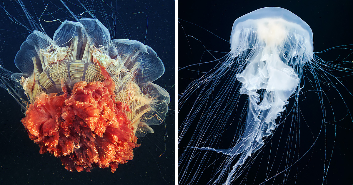 The Alien Beauty Of Jellyfish In Alexander Semenov’s New Photos | Bored ...