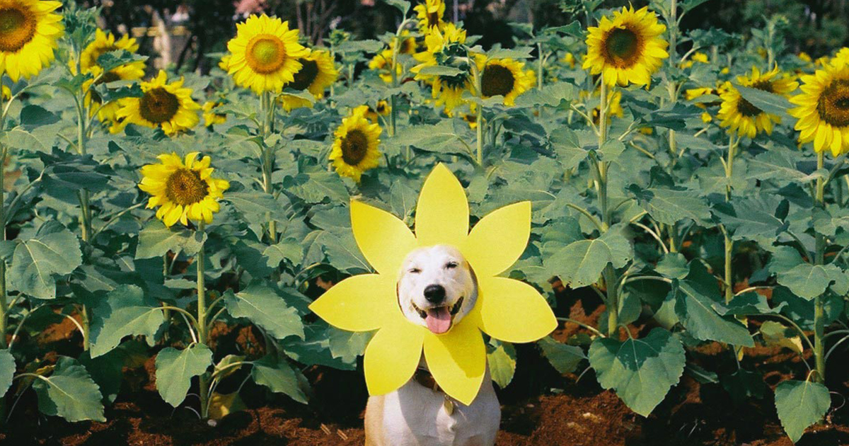 Dog Rescued From Streets Beats Cancer And Becomes Happiest Dog Ever ...