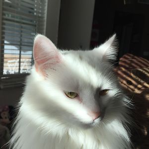 50+ Spoiled Cats That Probably Live Better Than You | Bored Panda