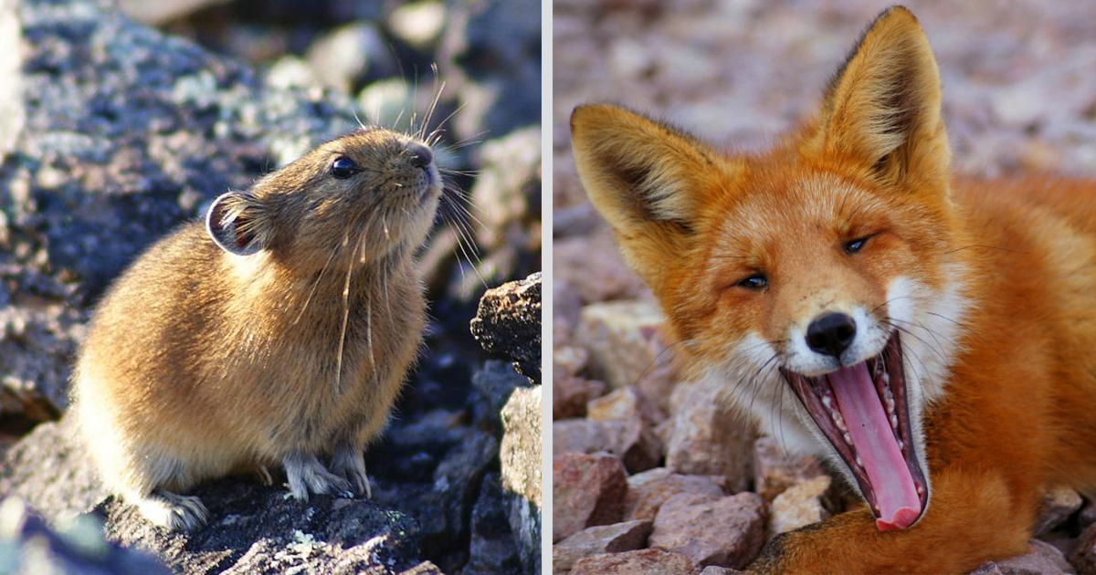 I Take Pictures Of Animals During My Breaks From Work | Bored Panda