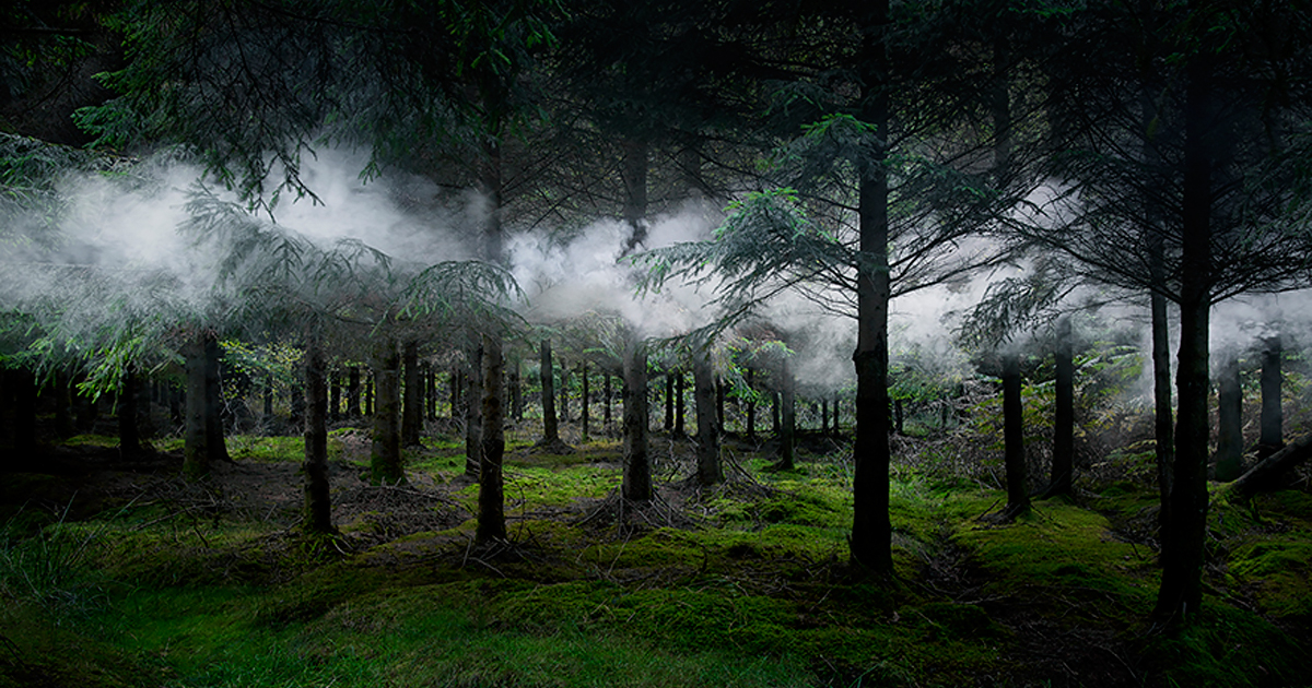 Artist Has Spent 7 Years Turning UK Forests Into Works Of Art | Bored Panda