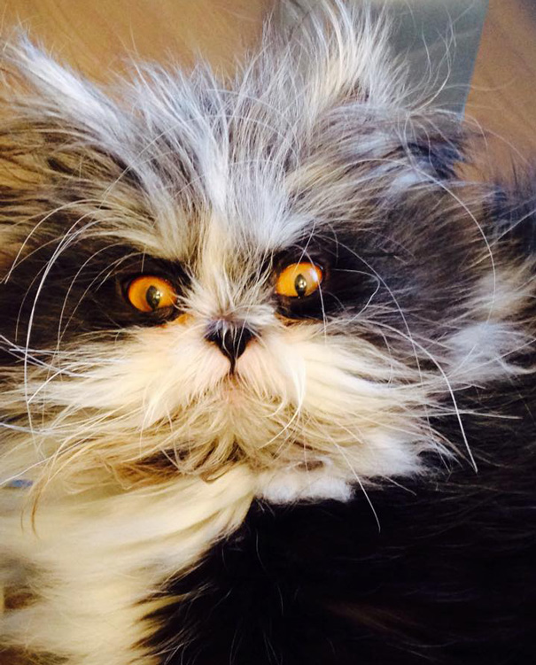 Stare Cat Stare Cat