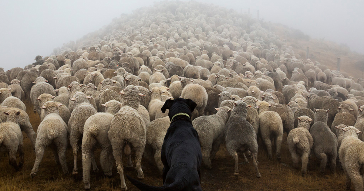 Photographer Takes Portraits Of The World’s Hardest-Working Dogs ...