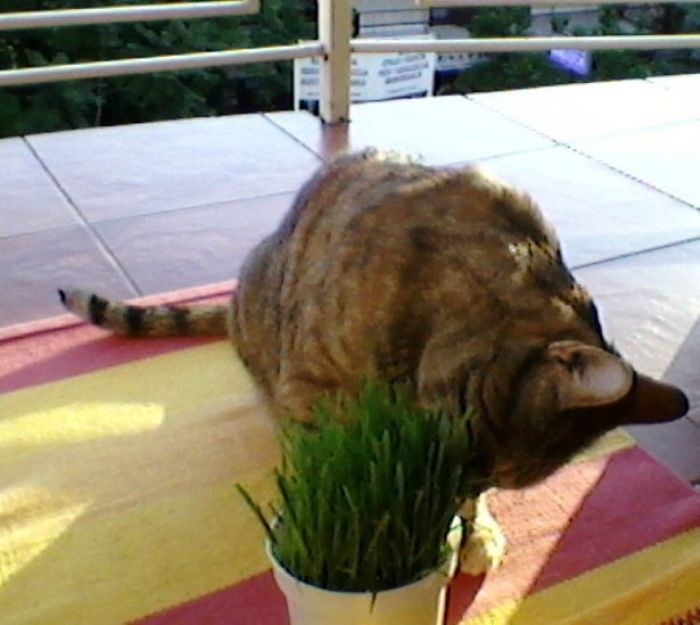 Post Cats Eating Weird Things | Bored Panda