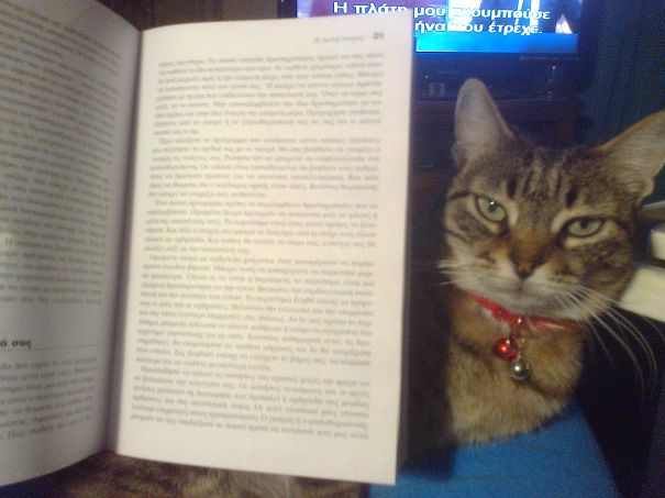 249 Cats That Need Your Attention The Exact Moment You Start Reading