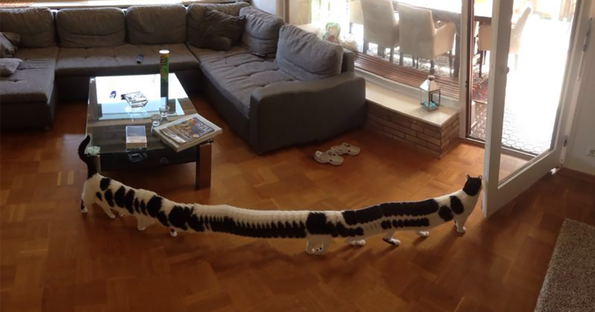 CAT-erpillar: Guy Was Taking Panoramic Photo When His Cat Decided To ...