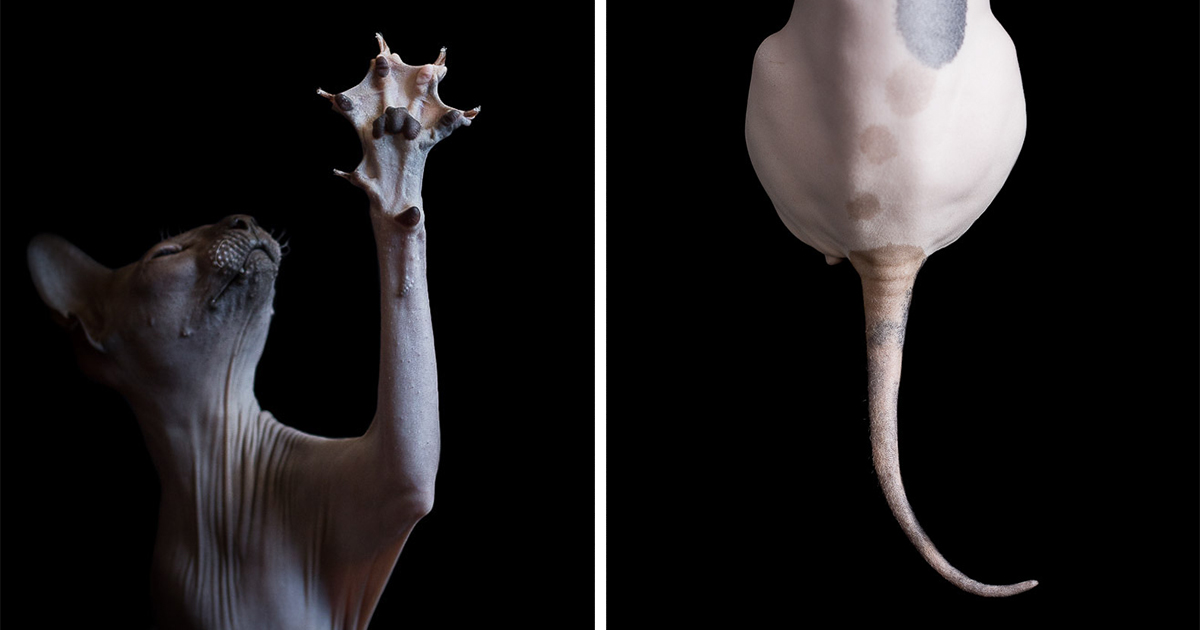 I Photograph Hairless Sphynx Cats To Explore Their Odd Beauty | Bored Panda