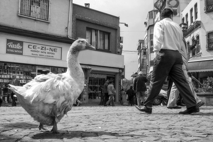 Goose Bomb