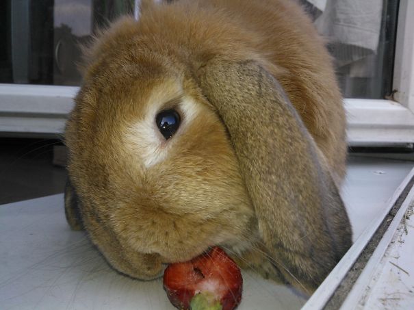 28 Animals Eating Berries Look Like Horror Movie Monsters | Bored Panda