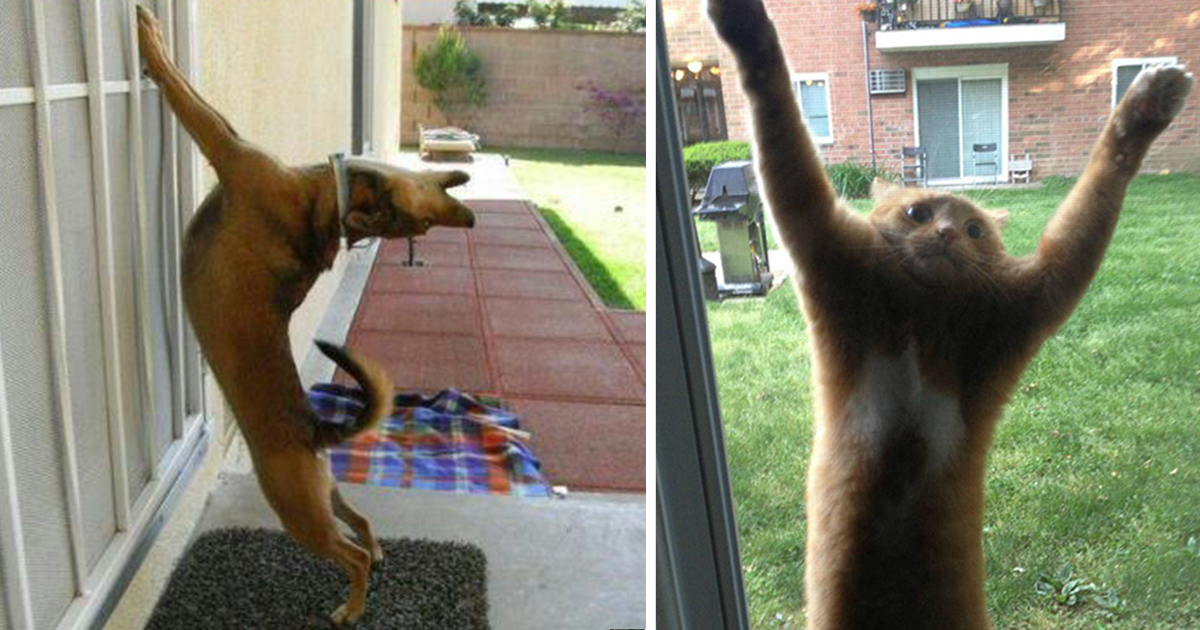 50 Pets That Need To Go Inside RIGHT NOW | Bored Panda