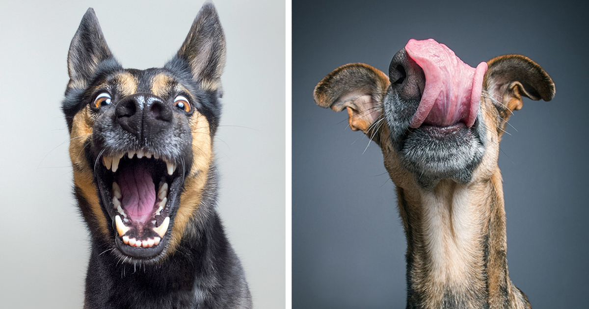 New Expressive Dog Portraits By Elke Vogelsang | Bored Panda