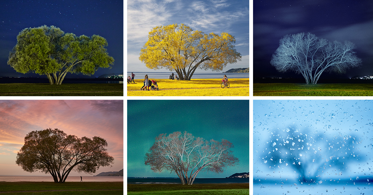 I Document A Solitary Broccoli Tree Throughout The Seasons And Capture ...
