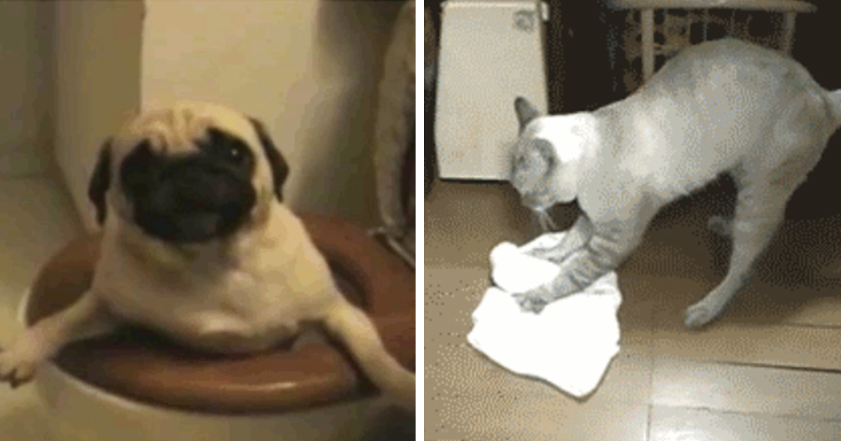 Funny Pets Helping With The House Cleaning | Bored Panda