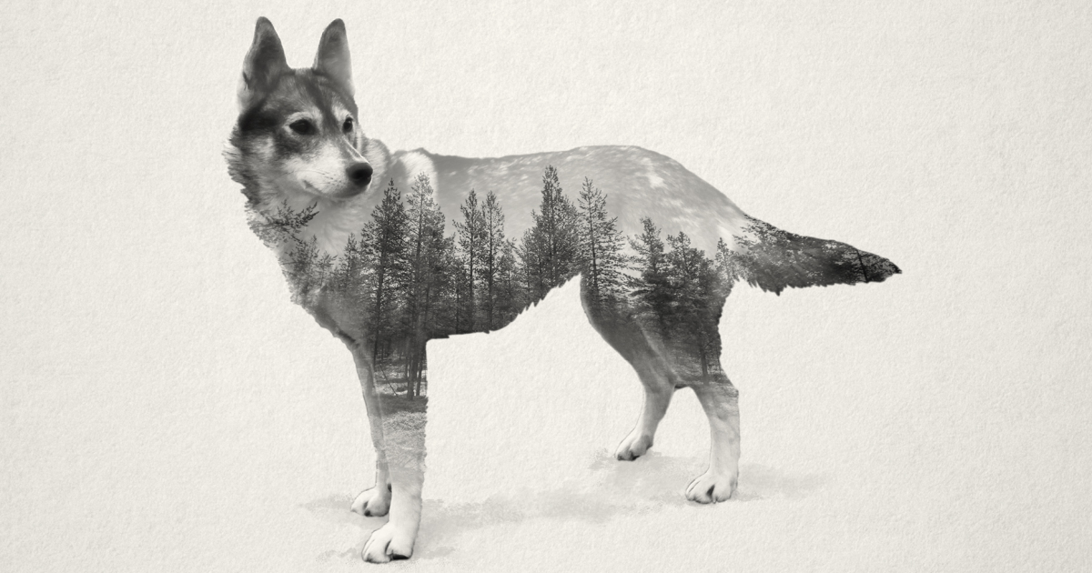 Living With 70 Dogs For A Month Inspired Me To Create These Portraits ...