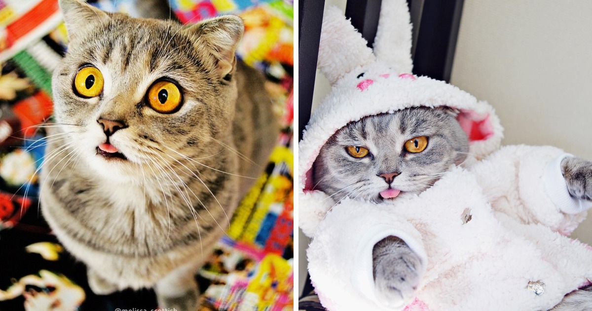 Ridiculously Cute Pics Of The ‘Einstein’ Cat Who Got Really Grumpy ...