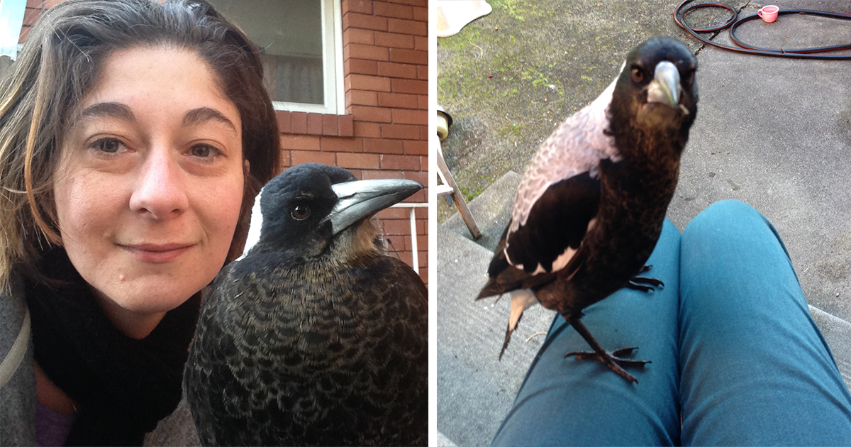 How A Magpie Saved Our Cat’s Life And Brought Joy To Our Home | Bored Panda