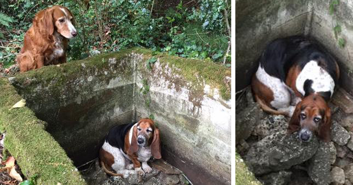 Dog Spends A WEEK Guarding Her Trapped Best Friend Until Help Arrives ...