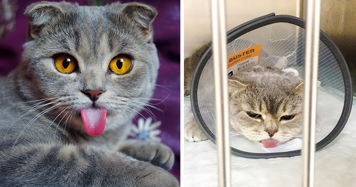 I Fight Every Day To Save Melissa The Einstein Cat From Death | Bored Panda