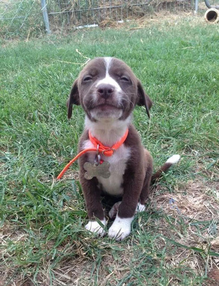Post The Happiest Dogs Who Show The Best Smiles 346 Pics Bored Panda