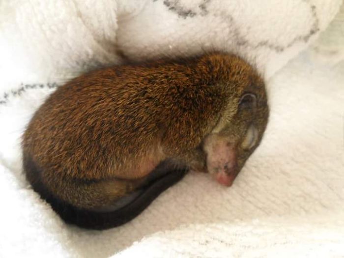 Cute Baby Shrew Wallpaper