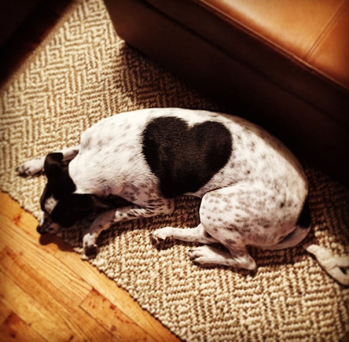 My Dog Lucy Have A Heart On Her Back | Bored Panda