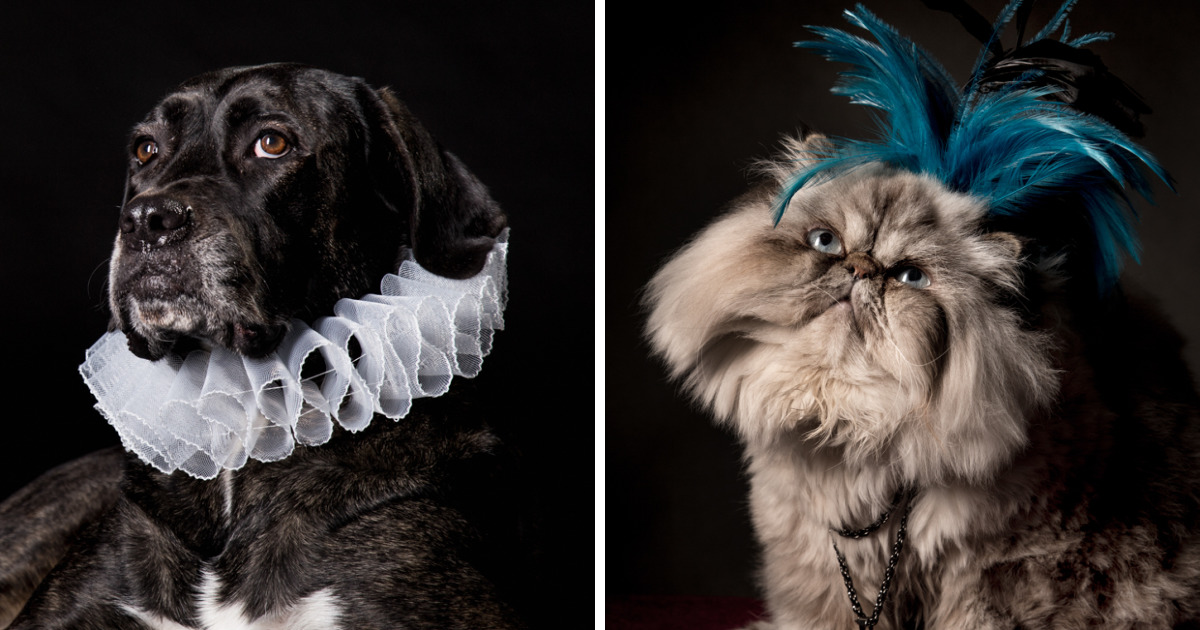 I Photograph Animals Looking As Noble Men From Classical Paintings ...