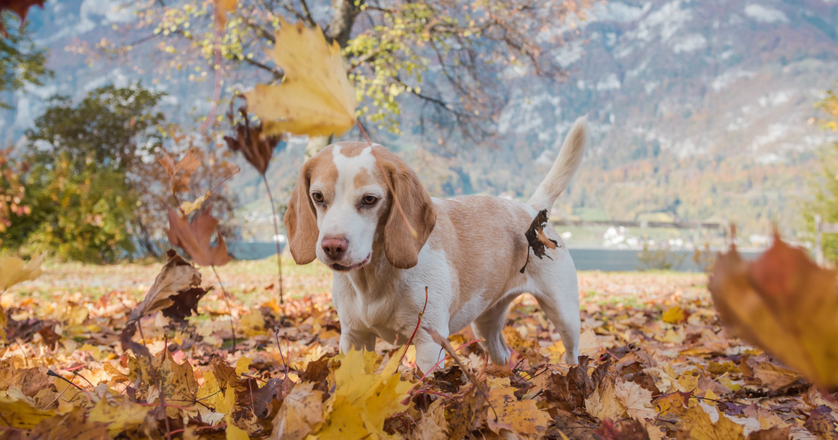 I Photographed My Beagle Playing With Autumn Leaves | Bored Panda