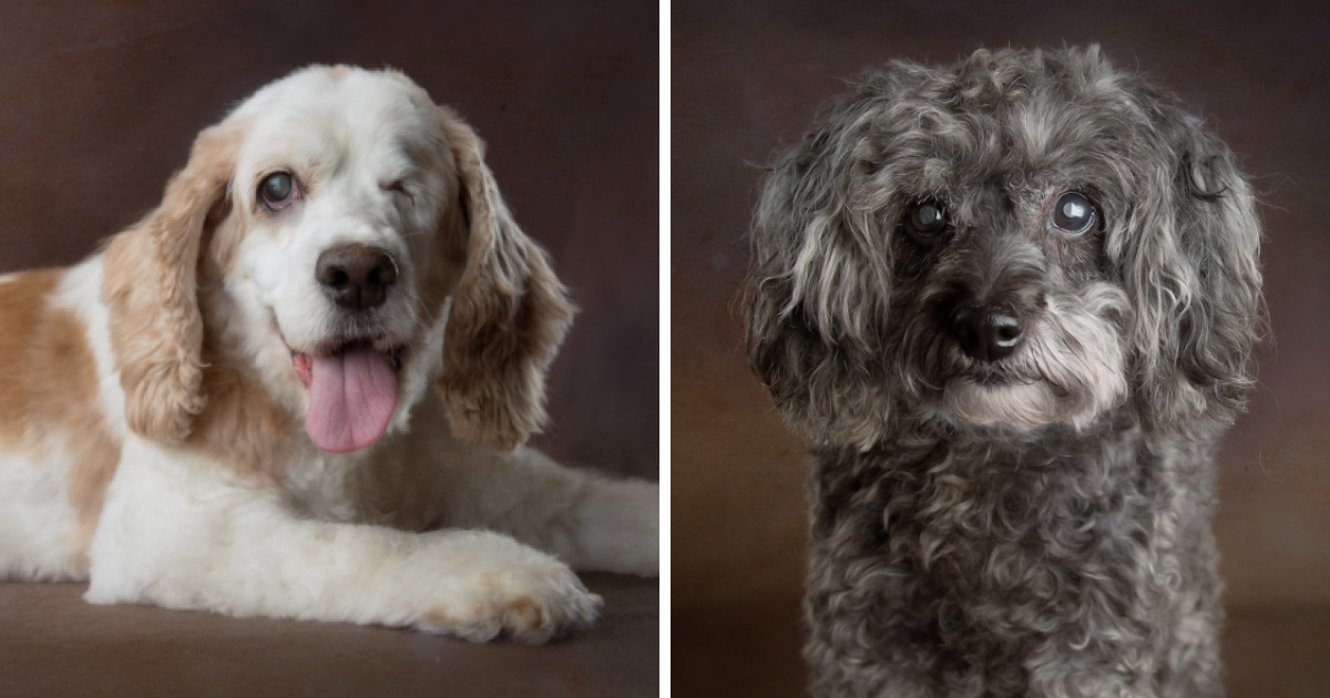 I Photograph Senior Shelter Dogs Who Finally Found Forever Homes ...
