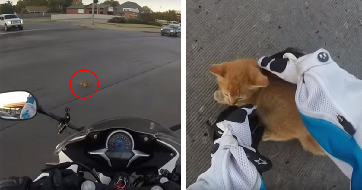 Motorcyclist Rescues Tiny Kitten Stuck On Busy Road | Bored Panda