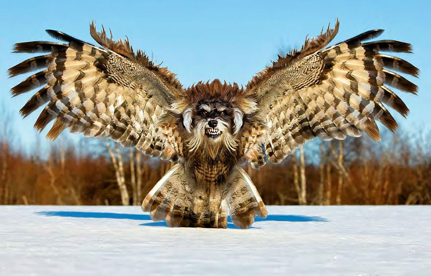 49 Strange Animal Hybrids Bred In Photoshop Bored Panda