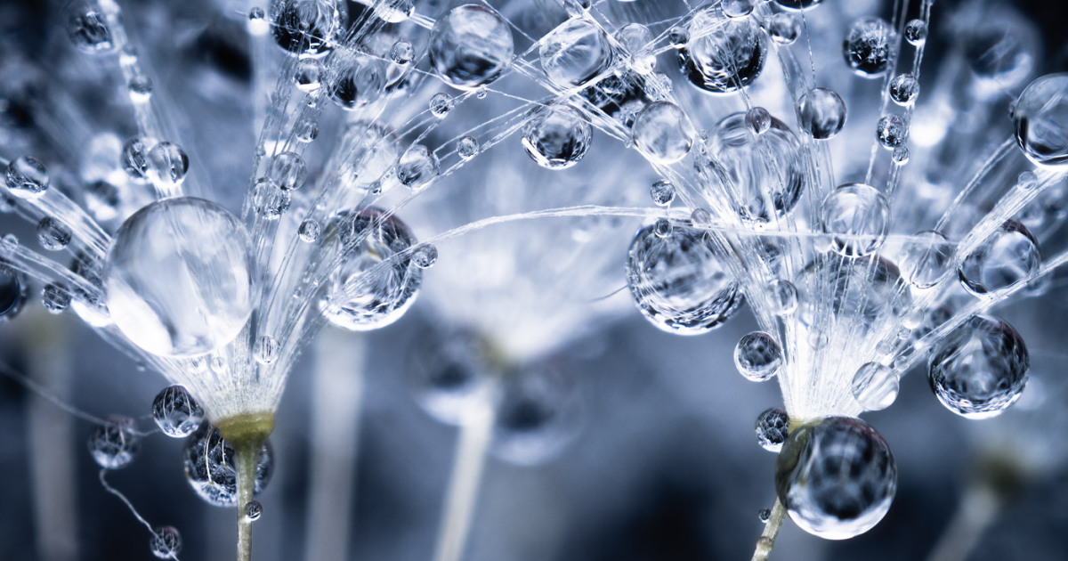 Seeds: I’ve Spent Several Years Photographing Various Plant Seeds ...