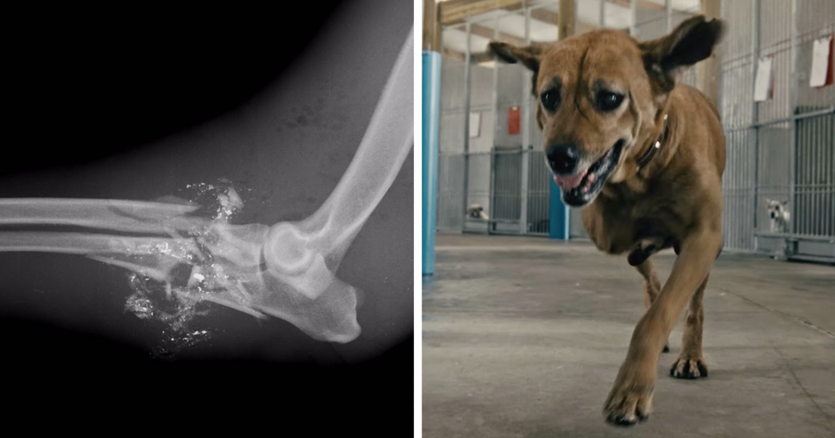 Dog Takes A Bullet To Save A Little Kid | Bored Panda