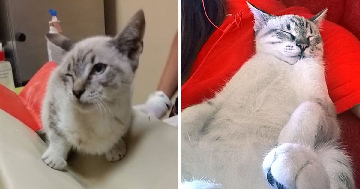 We Adopted A Cat And It Couldn’t Be Better | Bored Panda