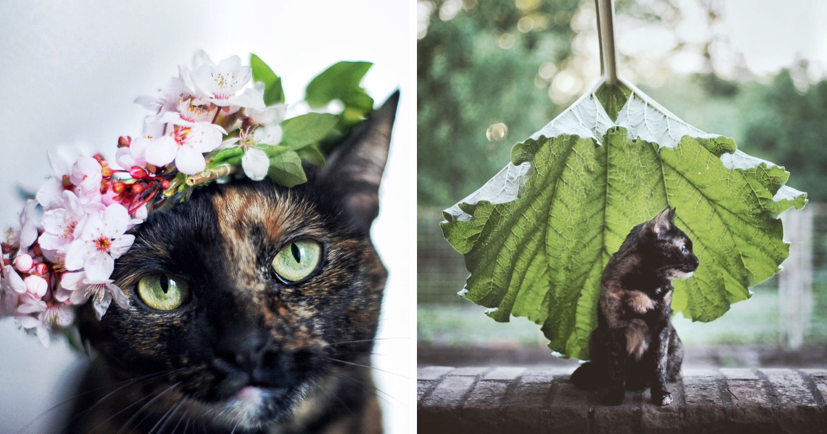 I Photographed My Cat Throughout The Seasons | Bored Panda