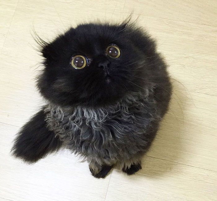 Funny Cats With Big Eyes