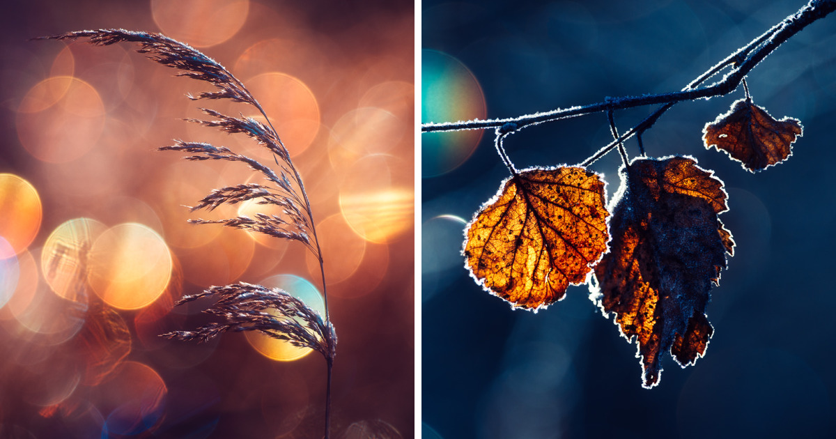 I Photograph Nature With Circular Bokeh Backgrounds | Bored Panda