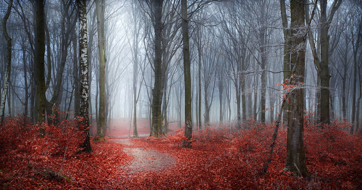 I Captured ‘Stories Of The Forests’ Inspired By My Grandmother’s Tales ...