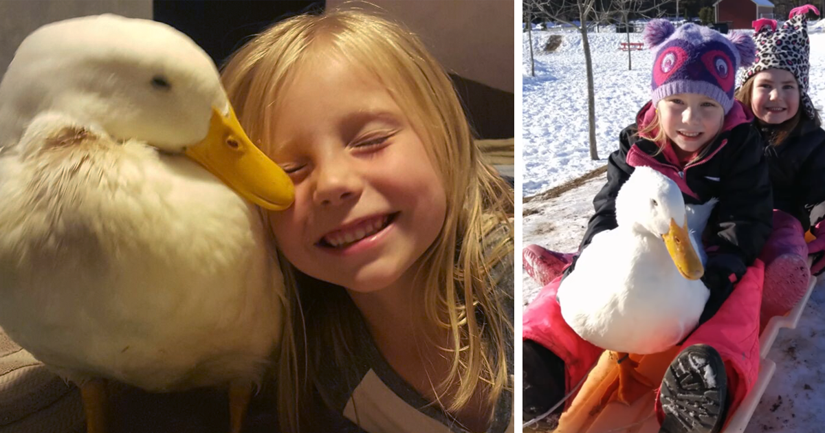 Duck Girl's Instagram, Twitter & Facebook on IDCrawl